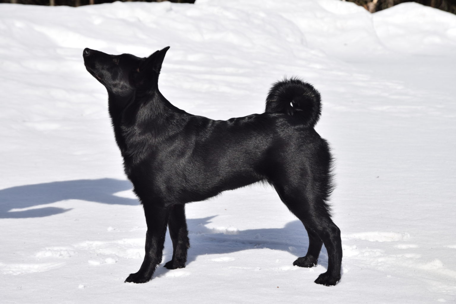 Norsk Elghund Sort - Hedmark Elghundklubb